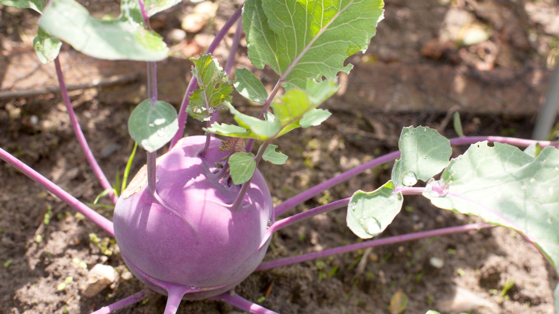 Koolrabi, gezonde en veelzijdige groente - Lekker Plantaardig